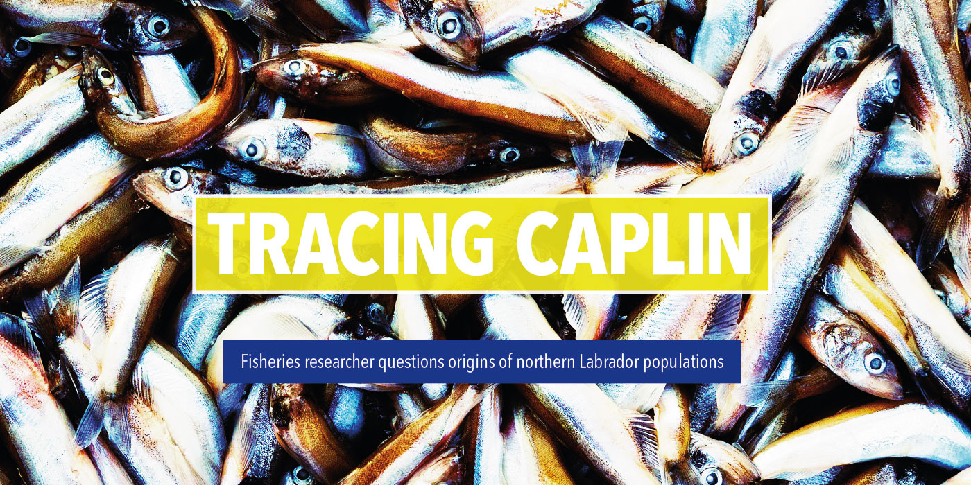 Tracing caplin – Gazette – Memorial University of Newfoundland