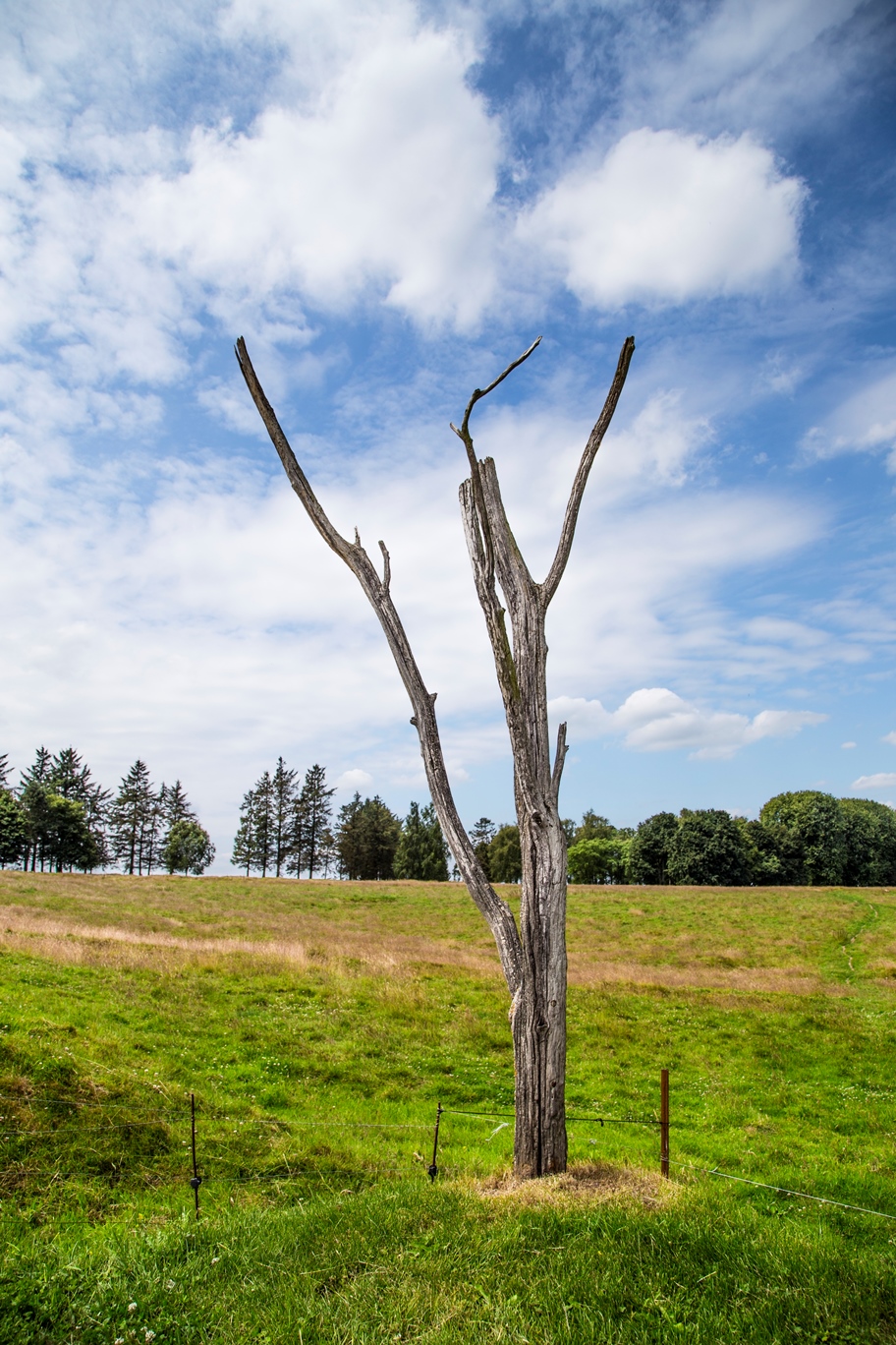 danger tree- pic from BH - Gazette - Memorial University of Newfoundland