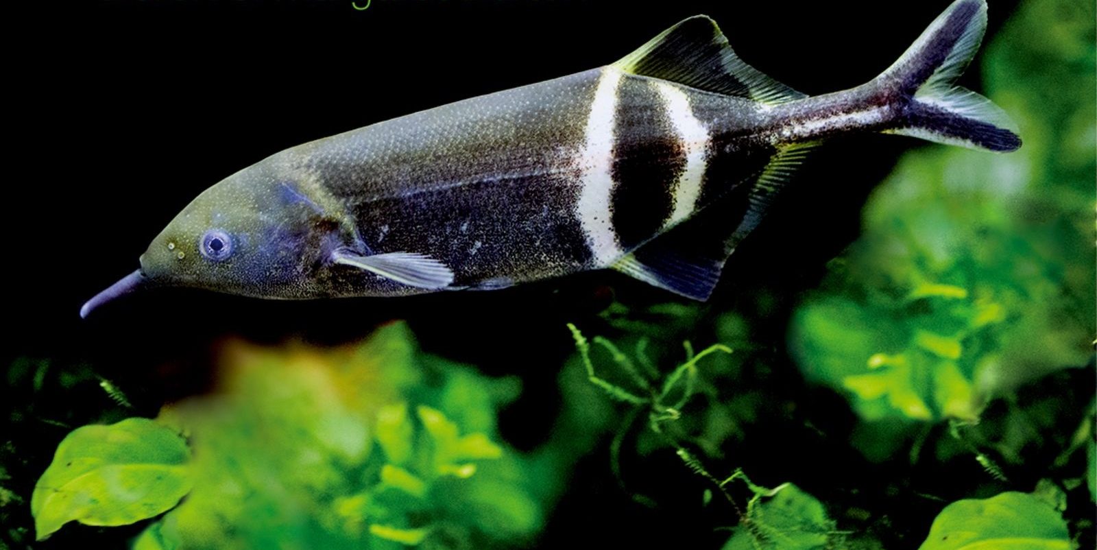 Essential Fish Biology