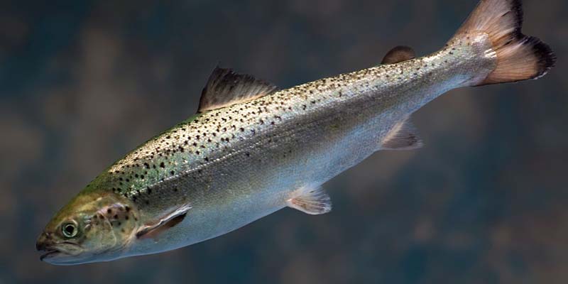 Efficient and marketable