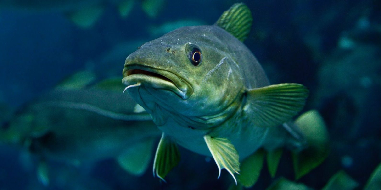 Science on the Rock: The Cod Moratorium