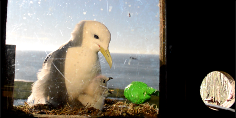 Animal personality and conservation
