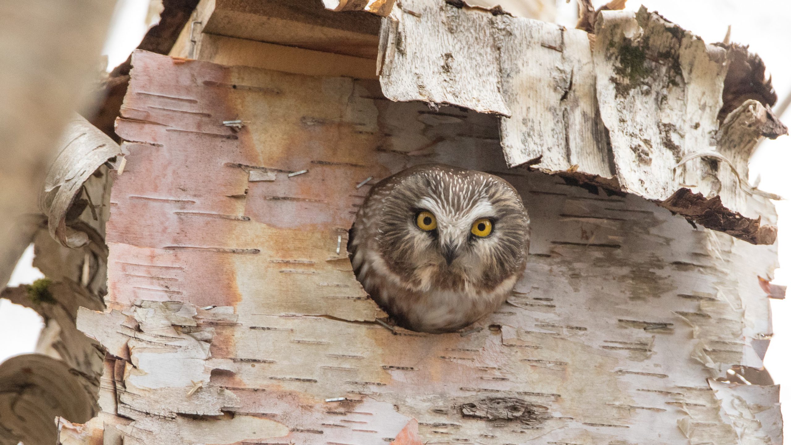 Science on the Rock: An Evening of Owls